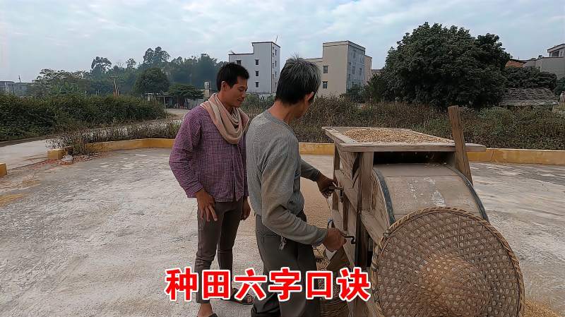 不会种水稻往这看,农村大叔分享种水稻六字口诀,学会可亩产千斤