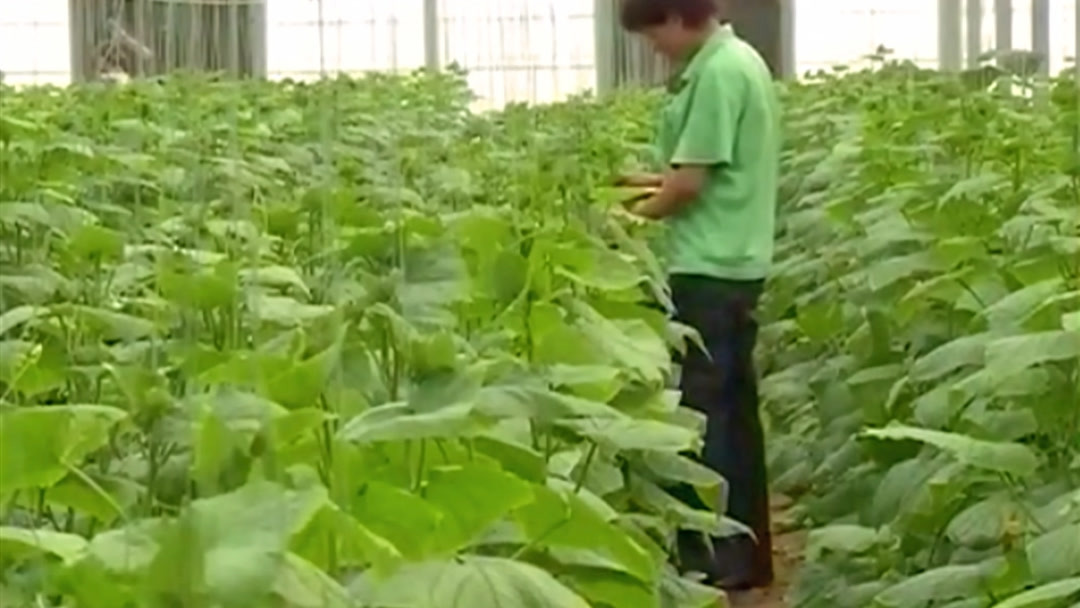 温室大棚信息化管理系统,效率高节省劳动力,成本高优势多