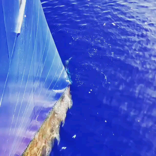 游轮大海航行偶遇海豚真好看
