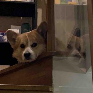 潘达会走路PandaGo 