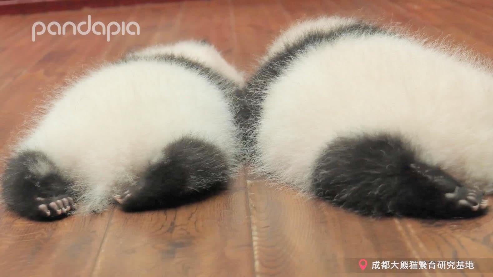 熊猫生活│这么可爱的熊猫屁屁,好想戳啊啊!