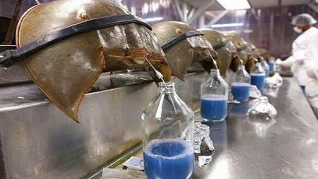 蓝色血液的动物,在地球上生存了4亿年,血液具有很高的药用价值