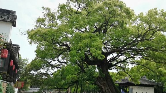 一千二百余年的古香樟树