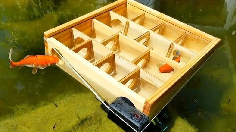 鱼的记忆只有7秒?老外将小鱼放在迷宫里做实验!结果打脸了