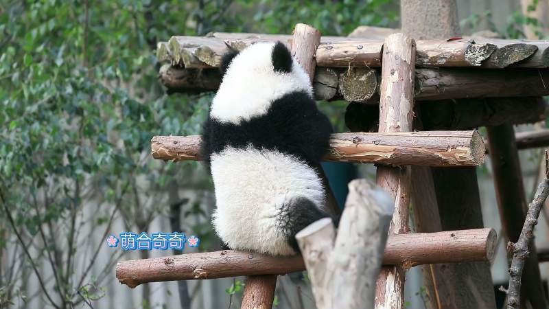 毛茸茸的公仔宝宝小心翼翼下梯子,小背影太萌,想直接抱他下来