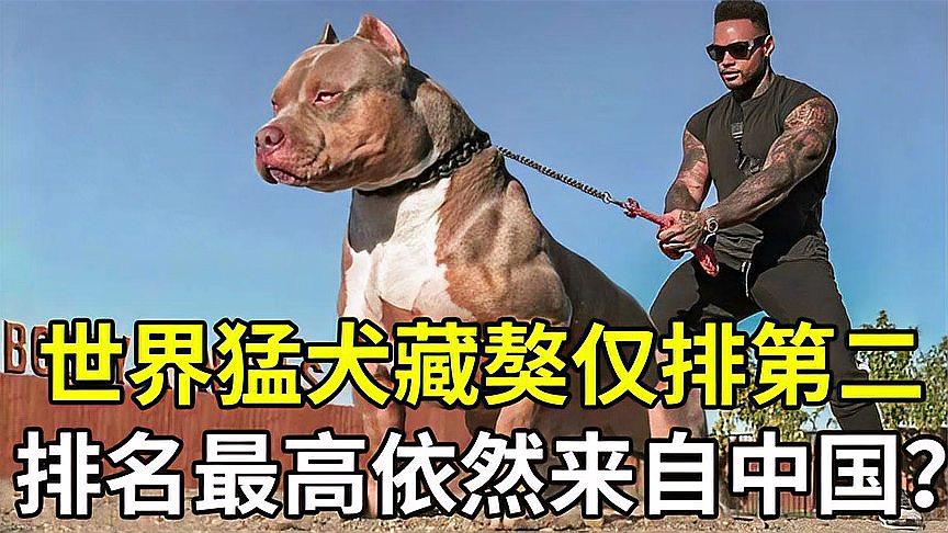 遇见赶紧跑!世界十大猛犬藏獒仅排第二,排名最高是中国神犬