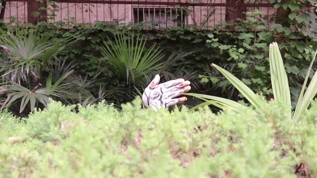 保护野生动物的公益宣传片