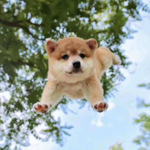 小黄狗的环游日记 