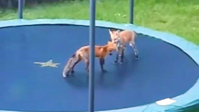 狐狸觅食闯进居民区,发现了蹦床之后,动作太滑稽了