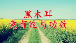 黑木耳竟有这些养生与功效(一定要多吃)