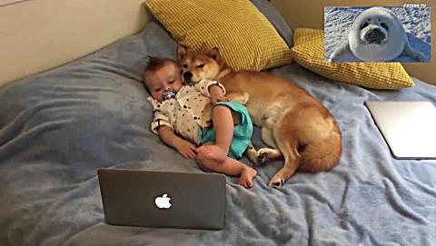 可爱的狗狗陪宝宝一起看动画片, 形影不离的一对小可爱!