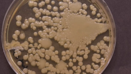 过期2天的牛奶,到底能不能喝?显微镜下游动的是什么?