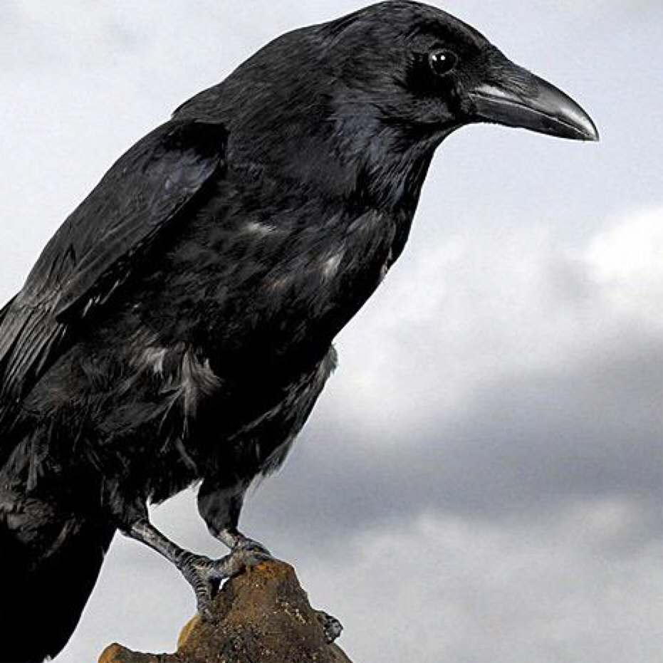 Corvus__ 