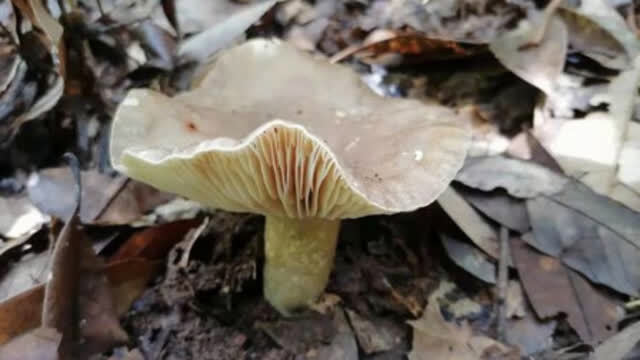 祖孙3人食用野生蘑菇中毒身亡?红伞伞、躺板板,这首歌谣值得传播