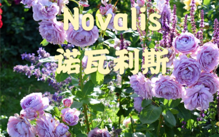 诺瓦利斯-科尔德斯ADR认证月季