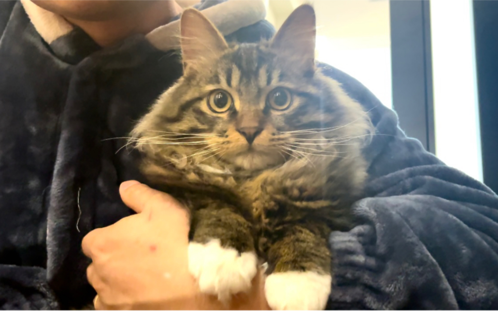 辛巴进入母婴室,看到了此喵生难忘的场景。