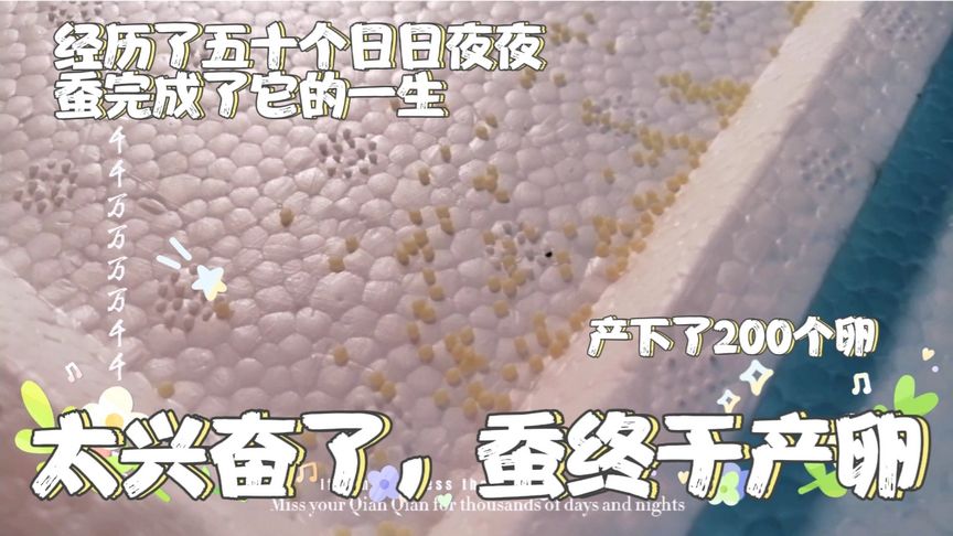 玥玥放学回来太兴奋了,蚕宝宝终于产卵!蚕的一生结束了!伤感!
