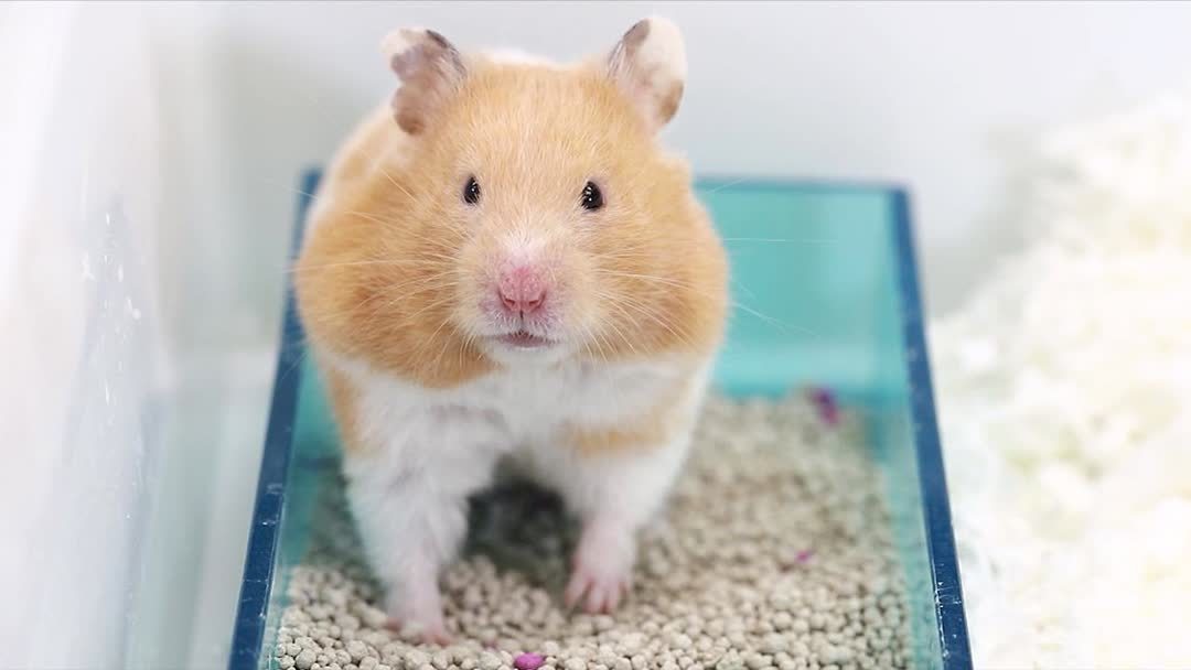 饲养仓鼠最重要一步，让它学会定点上厕所，否则后果自己体会