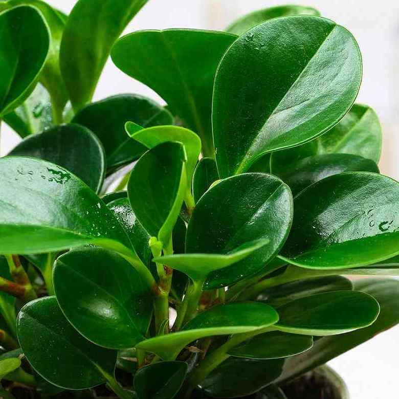 绿色生活的老王 