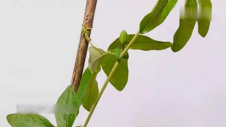 很奇特!延时摄影下看植物开花结果到枯萎的全过程