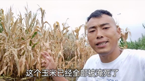 农民种植玉米全部绝收,雨水太大,农户依靠的庄稼,看看啥情况