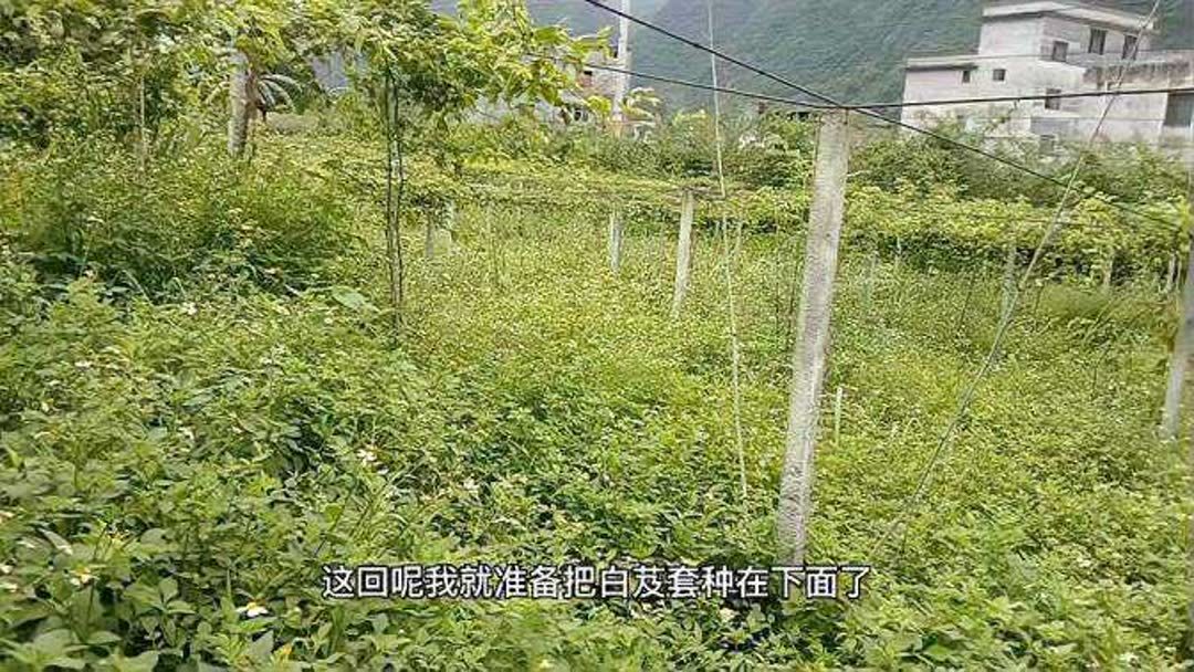 农业之复合型农业,百香果下套种药材白芨
