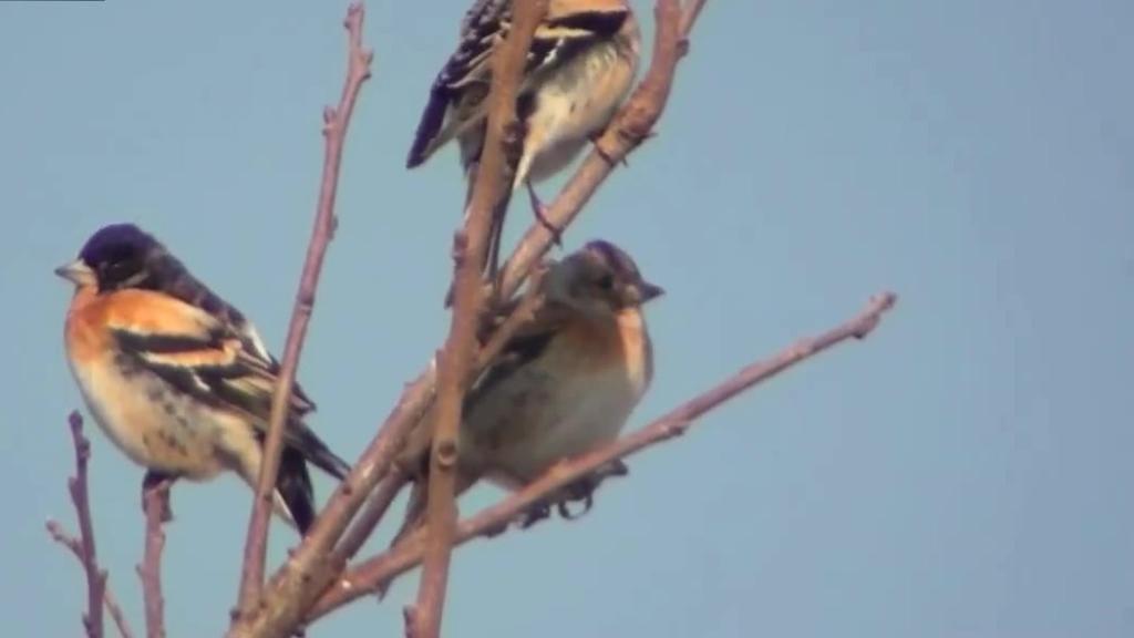 大自然的魅力不可抗,这成群结队的小鸟,点缀着光秃秃的树木!