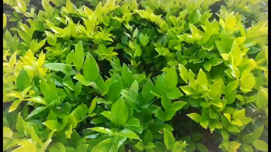 幼儿故事 哥哥汉赛尔和妹妹格莱特