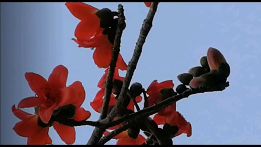 木棉花开.