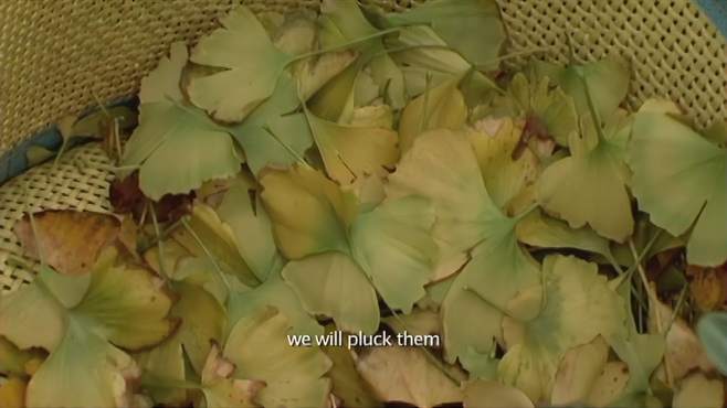 晚餐:银杏叶含有毒素,不能用它随意泡茶,要经过多道加工