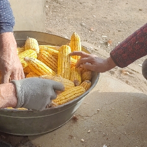 晓晓能发柳叶刀 