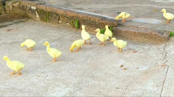 一种有药用价值的野菜好多人喜欢,可是我们采来喂小鹅,有点可惜