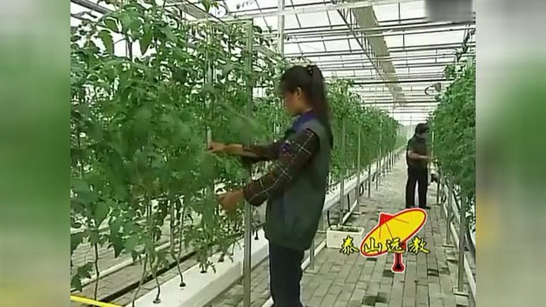 一株西红柿,结出1万个,无土栽培技术真牛!