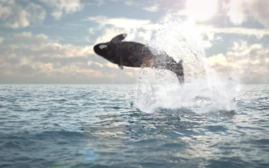 AE模板-鲸鱼跃出水面海水溅射特效的公司企业品牌商品店铺标志动态...