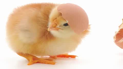 第39集 胎生动物的繁殖