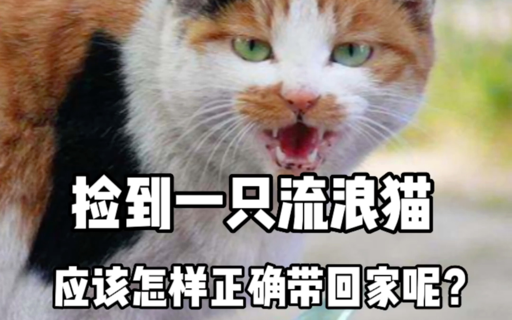 捡到一只流浪猫 如何正确带回家呢?