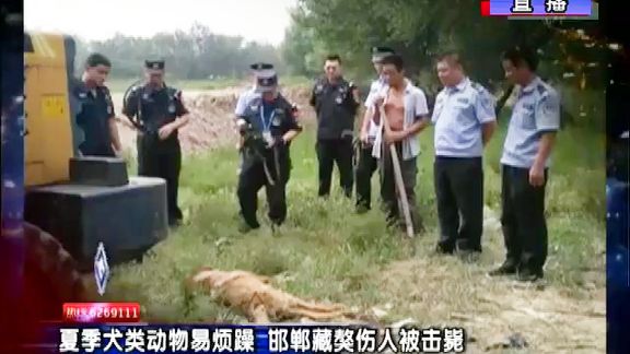 夏季犬类动物易烦躁 邯郸藏獒伤人被击毙