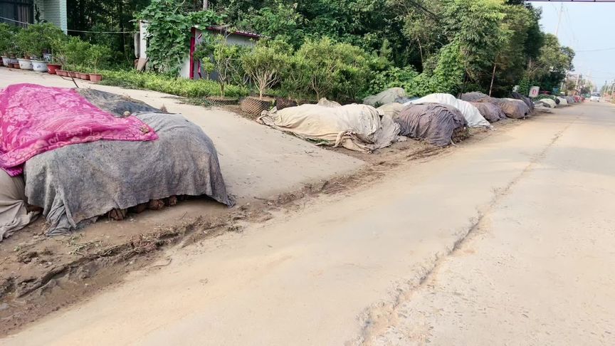 50冠幅金叶女贞球。绿篱种植。