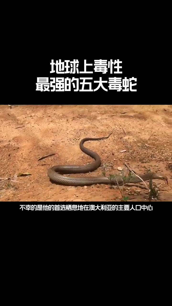 地球上毒性最强的五大毒蛇