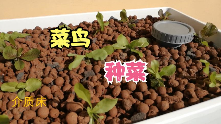 阳台种菜:介绍两种无土栽培模式