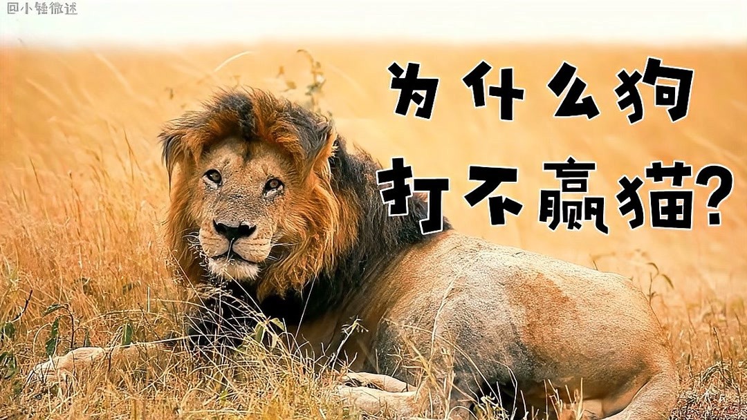 猫与狗争斗,大多都是猫取胜。为什么狗打不赢猫呢?