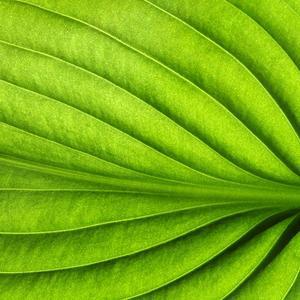 神奇动物在哪儿里 