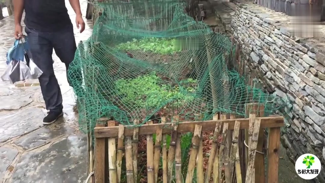 这个侗族的寨子,是最与世无争的寨子,他们的生活真的很令人羡慕