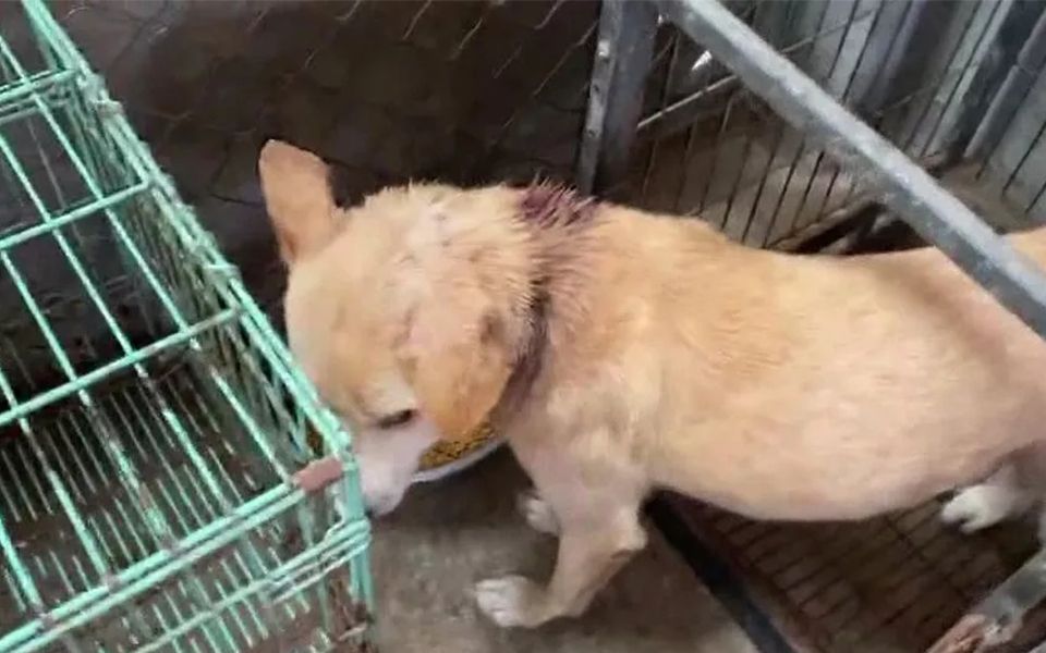 因基地爆满、密度过大导致狗之间频繁打斗,伤员却已无处安置