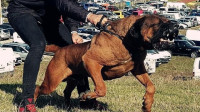 为什么狂犬病死亡率100%?被狗咬了一定要打针吗?要注意了!