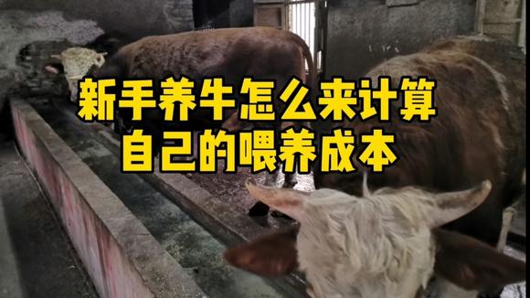 新手养牛,应该怎么计算自己的喂养成本,养牛人手把手教你看明白