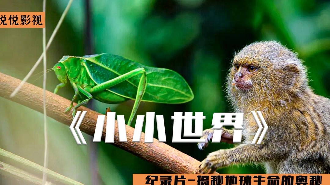 高分纪录片《小小世界》带你了解大自然神奇的微小世界