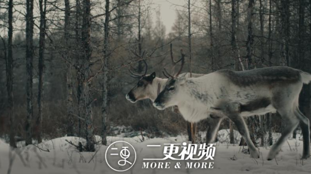 大兴安岭密林深处,藏着中国唯一的使鹿部落,也是最后的狩猎民族