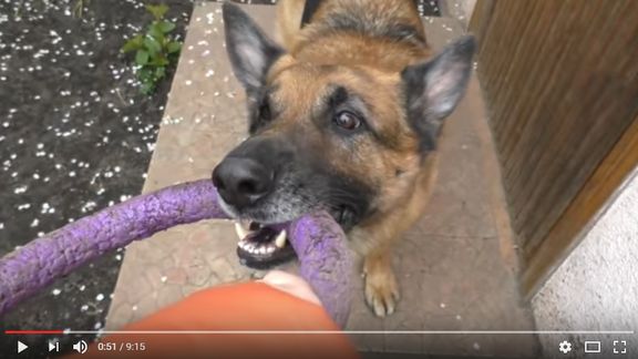 大狗抢小狗的玩具,不但不给还与主人吵架,最后小狗的表情亮了