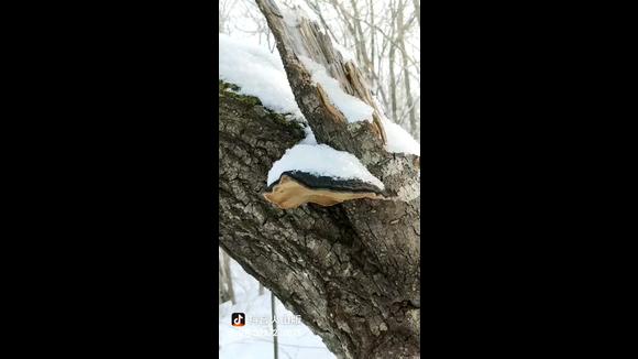 暴马子丁香桑黄。有很大的药用价值。百度一下就知道了。